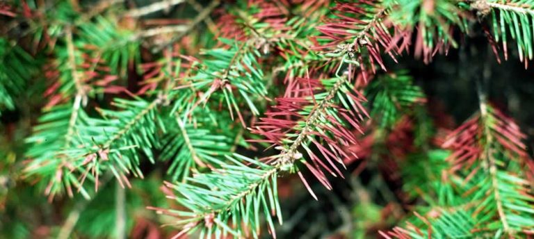 What is Rhizosphaera Needle Cast & How is Needle Cast Treated?